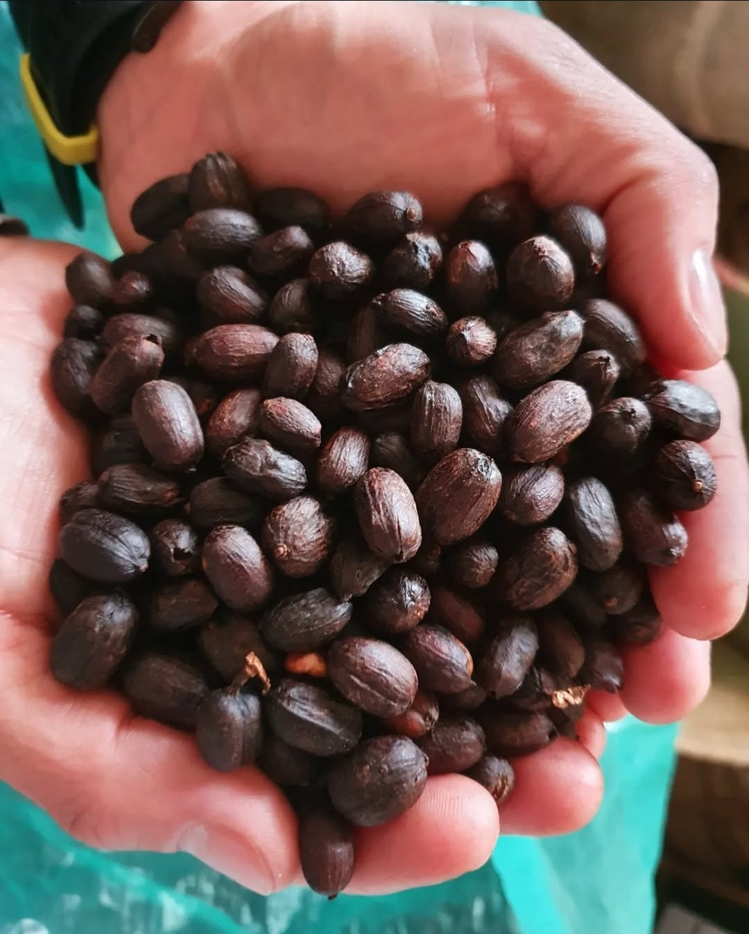 [Green Bean] Colombia La Maria Geisha Natural – Dom's Specialty Coffee